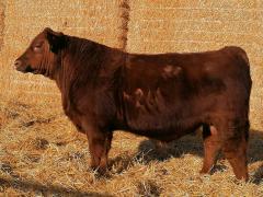 Watson Cattle Company
