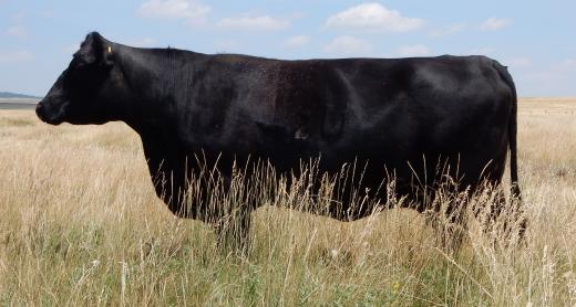 Watson Cattle Comany
