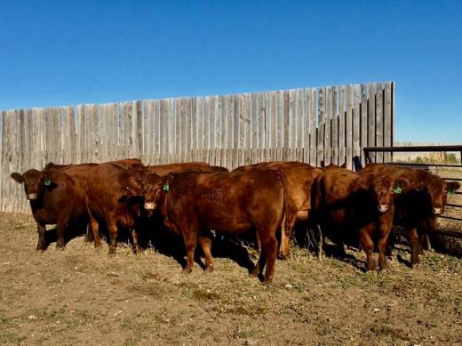 Watson Cattle Comany